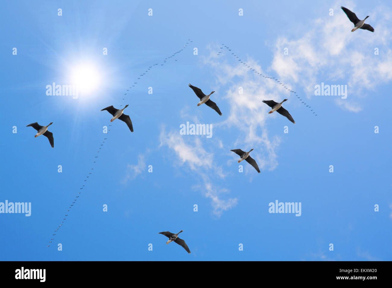 flock of migrating Stock Photo - Alamy