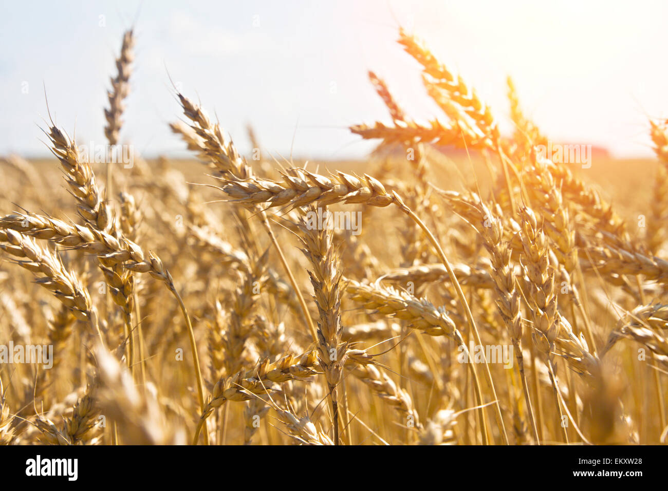 Grain field in the sun hi-res stock photography and images - Alamy