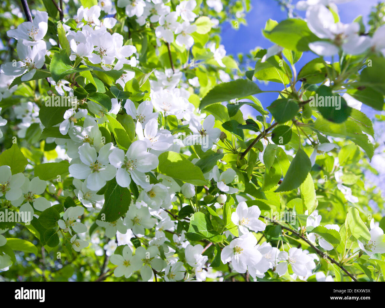 blossom apple tree Stock Photo - Alamy