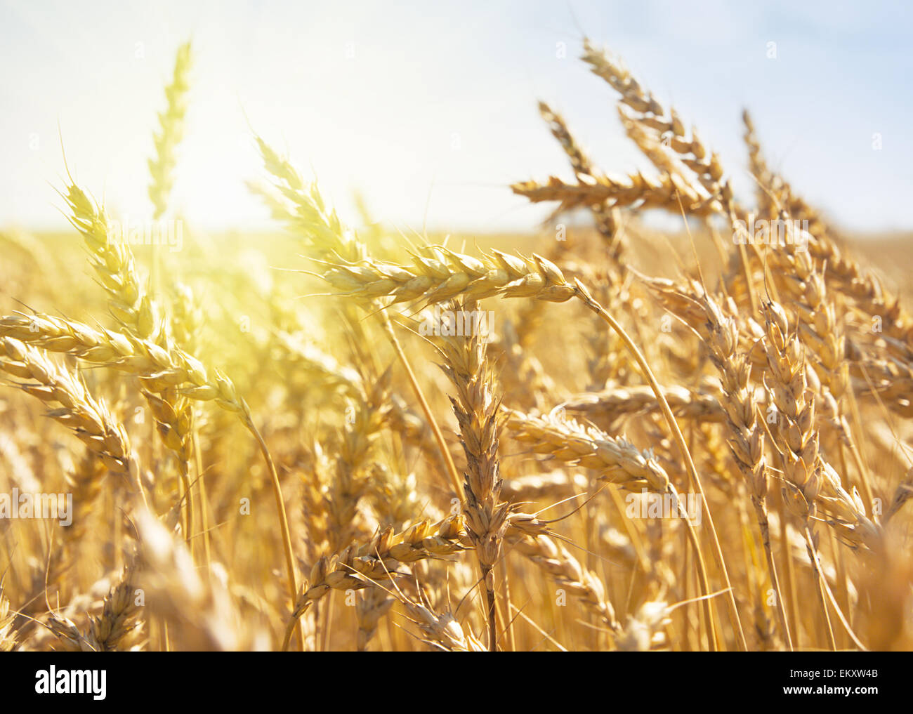 grain in a farm field at sunset time Stock Photo - Alamy