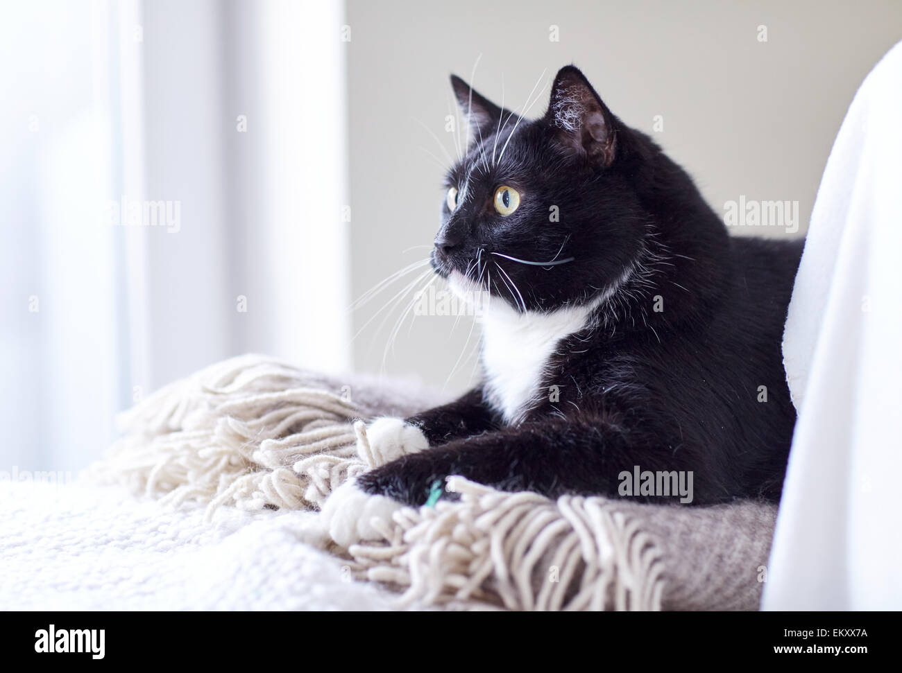 black and white cat lying on plaid at home Stock Photo - Alamy