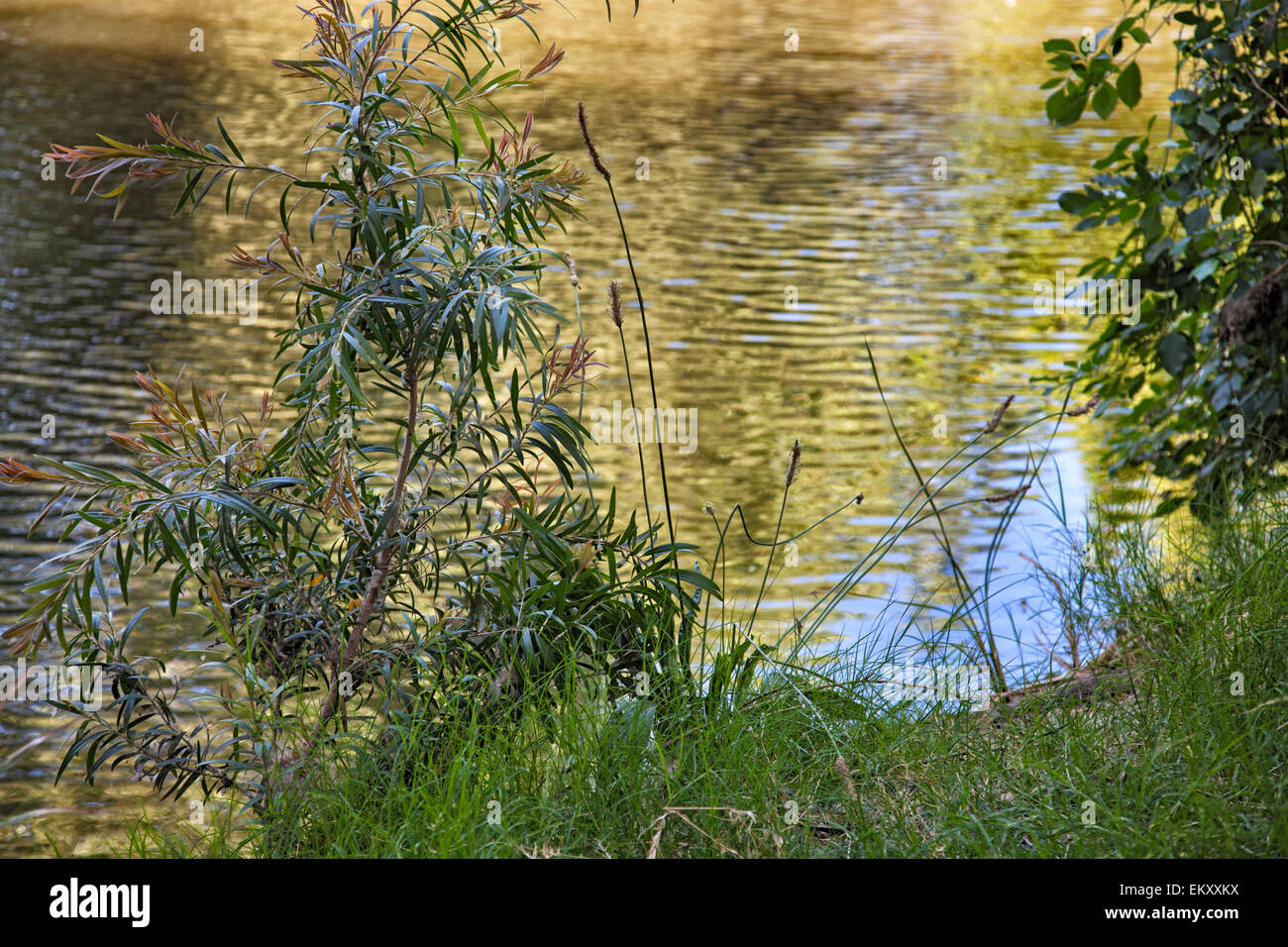 The Los Angeles River running through the Sepulveda Basin Recreation ...