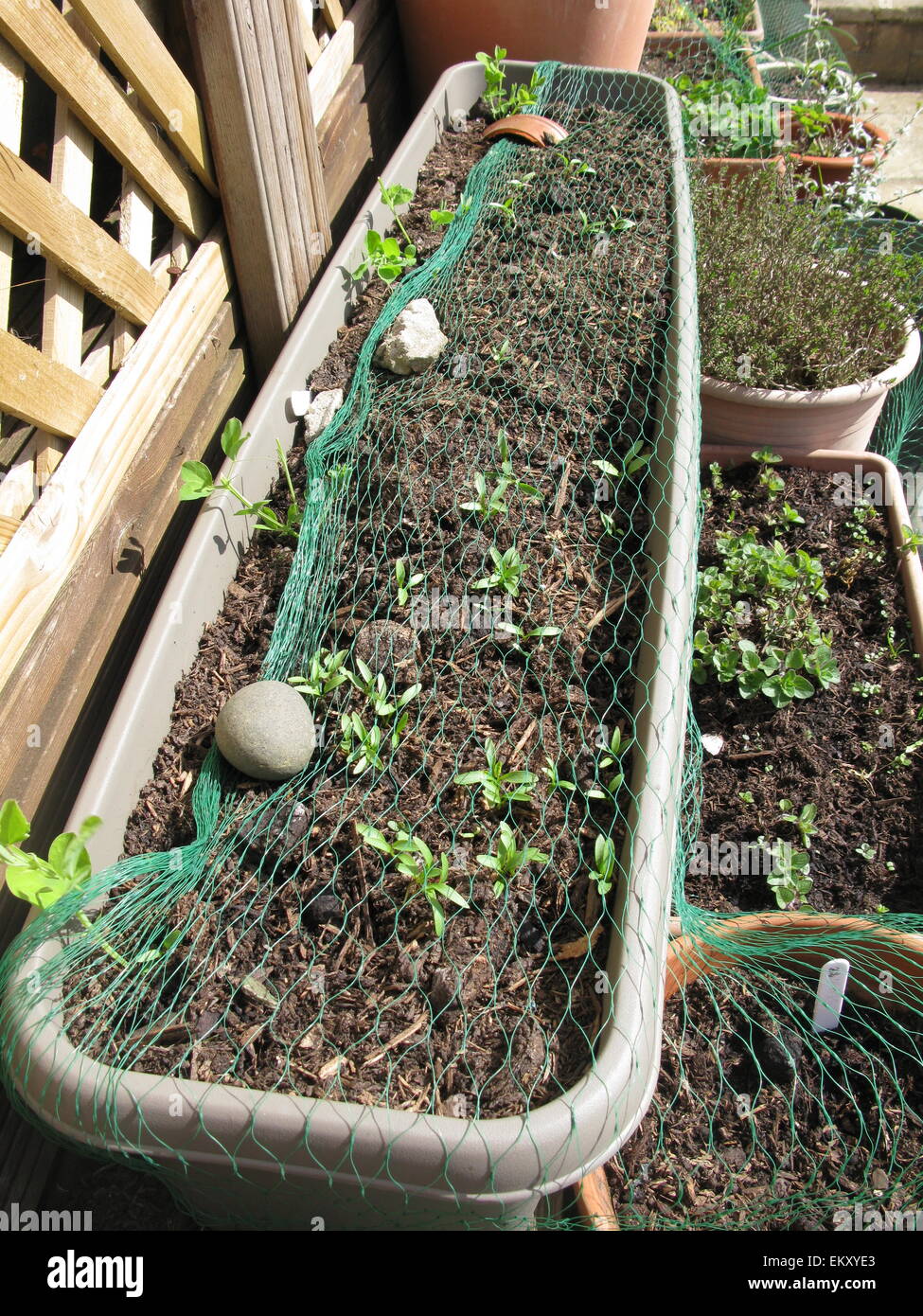 Coriander seedlings hi-res stock photography and images - Alamy