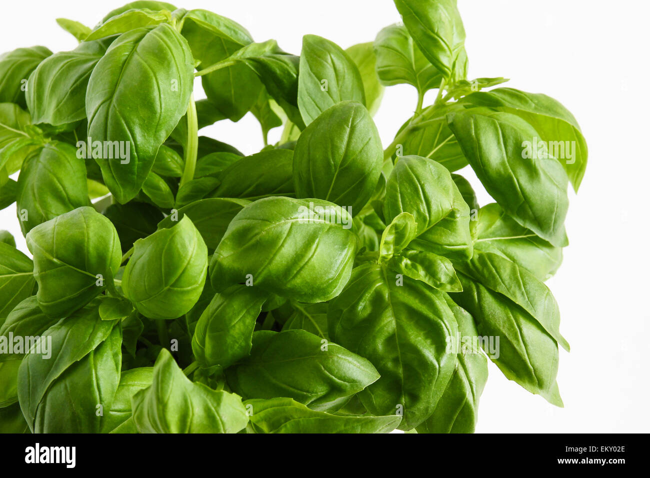 Basil plant (ocimum basilicum) closeup on white background Stock Photo ...