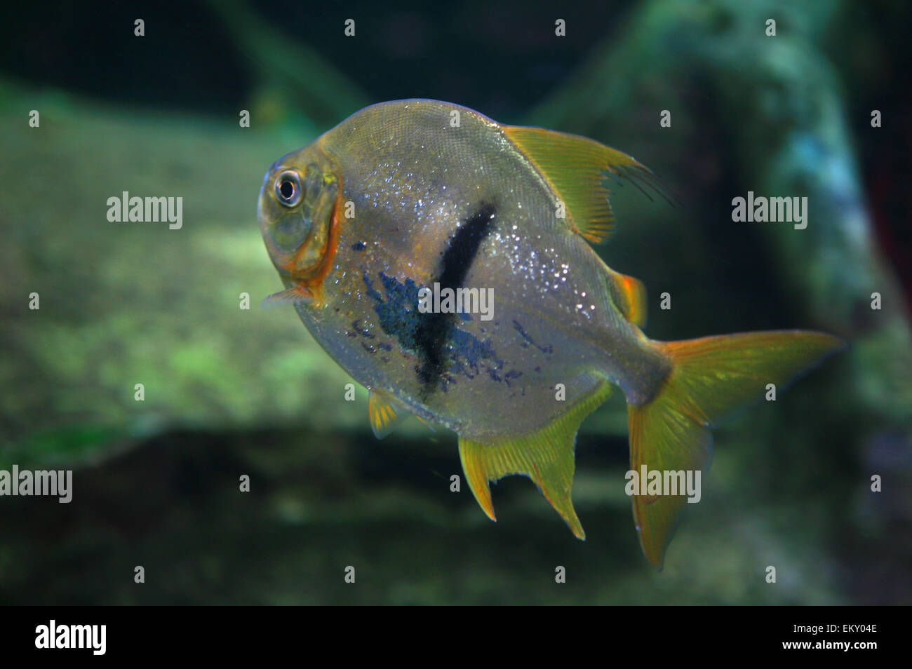 A photo of myleus schomburgkii fish or blackbar. This photo was taken ...