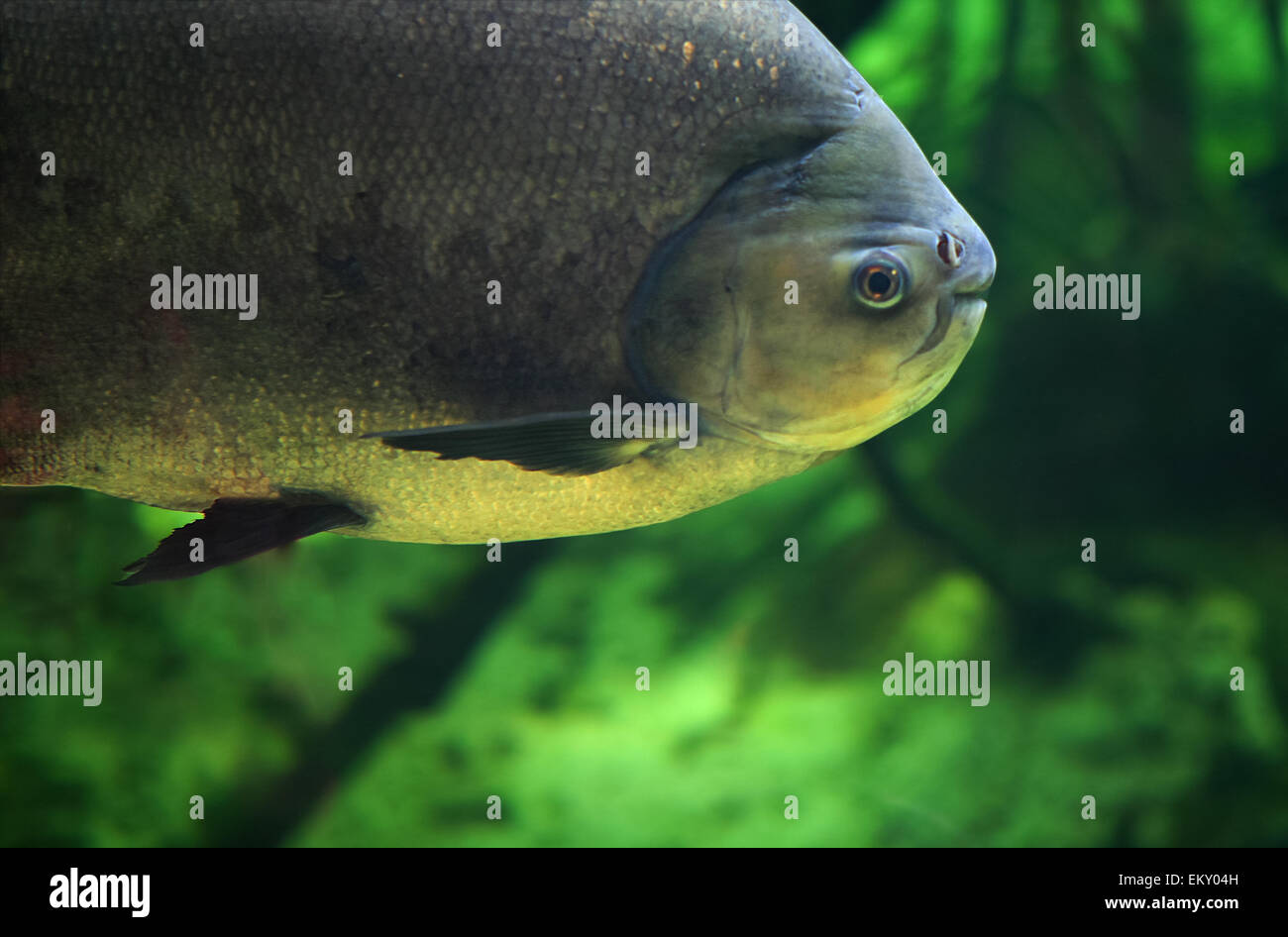 Red pacu hi-res stock photography and images - Alamy