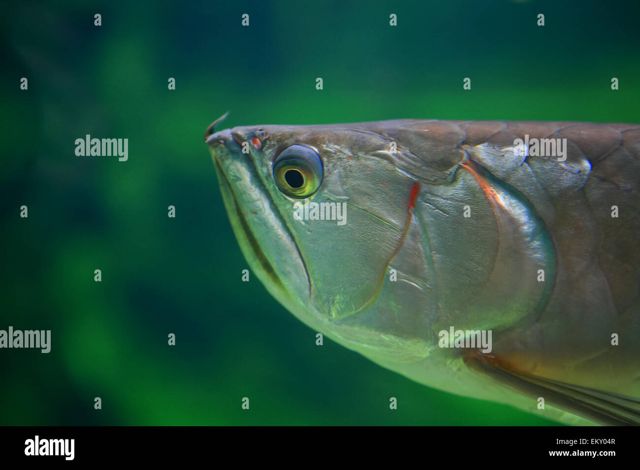 Giant Arowana Aquarium