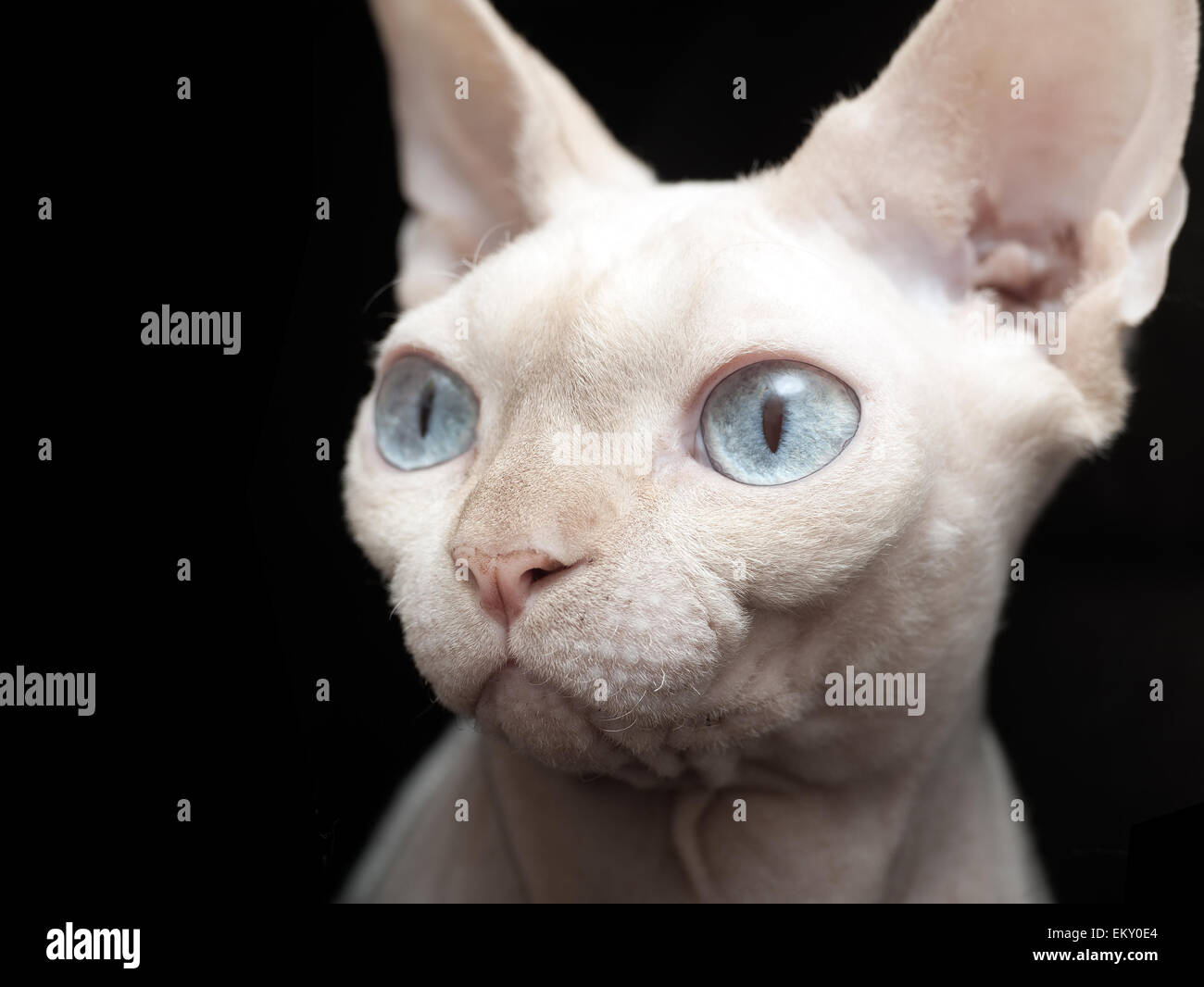 Portrait Sphynx Cat High Resolution Stock Photography and Images - Alamy