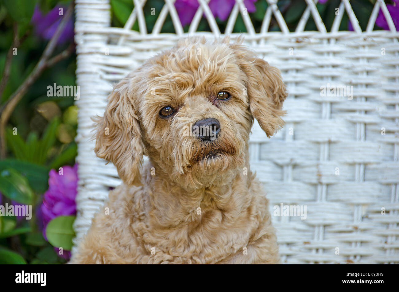 Cockapoo hi-res stock photography and images - Alamy