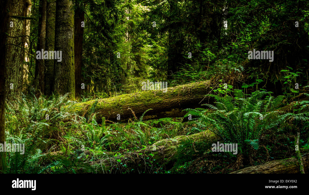 Fallen Redwood Tree Stock Photo - Alamy