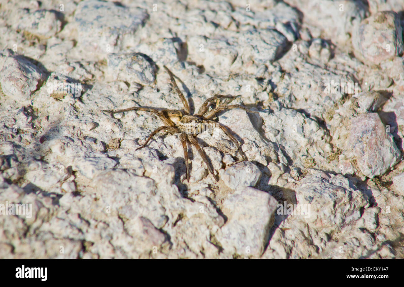 Lycosa spider or european wolf spider high magnification macro over ...