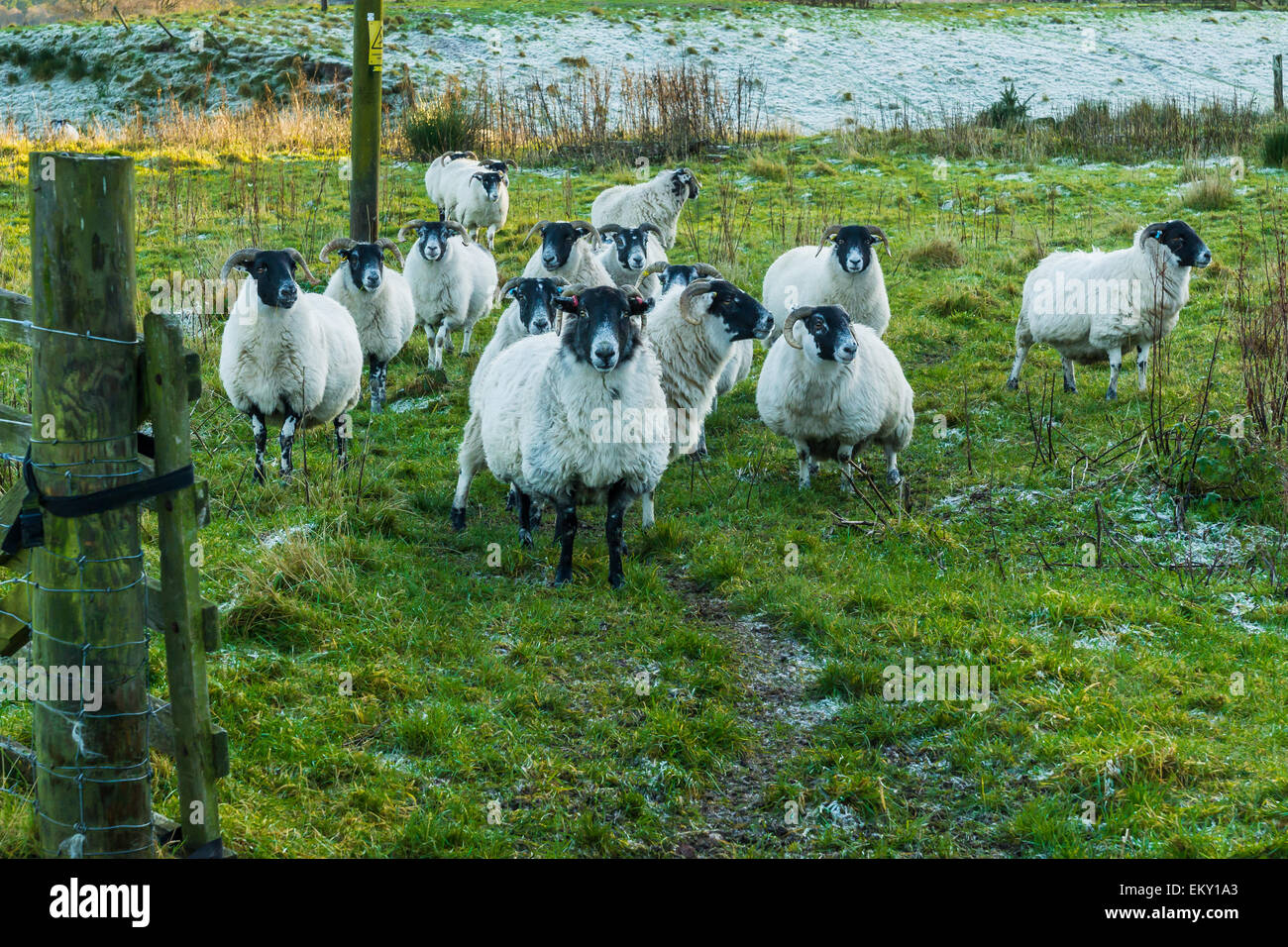 Sheep standing in a field Stock Photo - Alamy