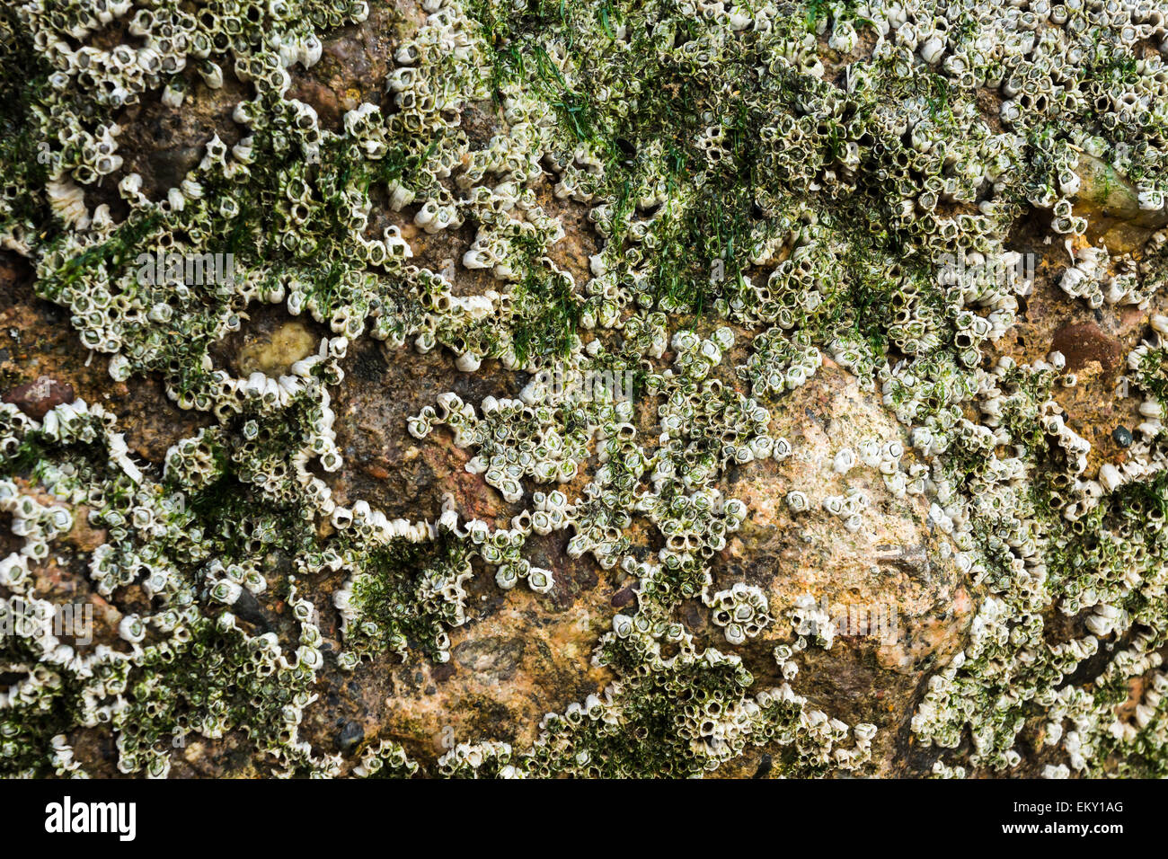 Barnacles on a large rock Stock Photo - Alamy