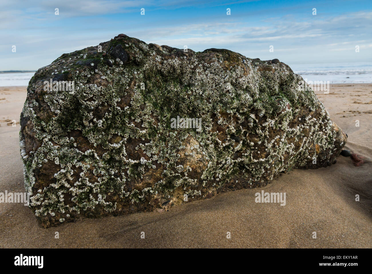Barnacles beach hi-res stock photography and images - Alamy