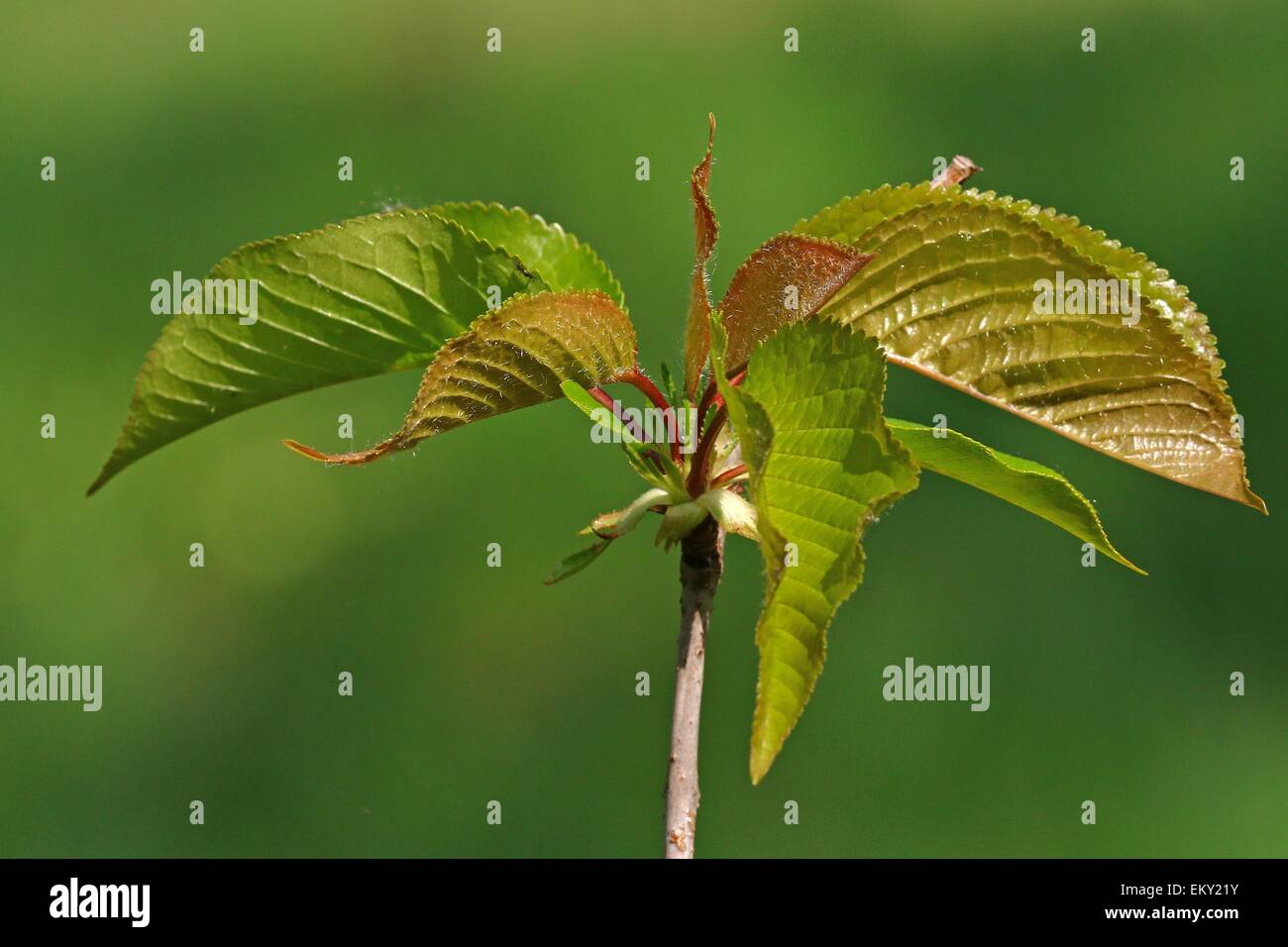 Apple tree new growth Stock Photo - Alamy