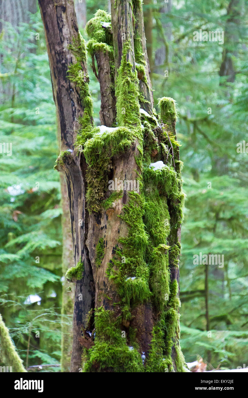 tree with moss Stock Photo - Alamy