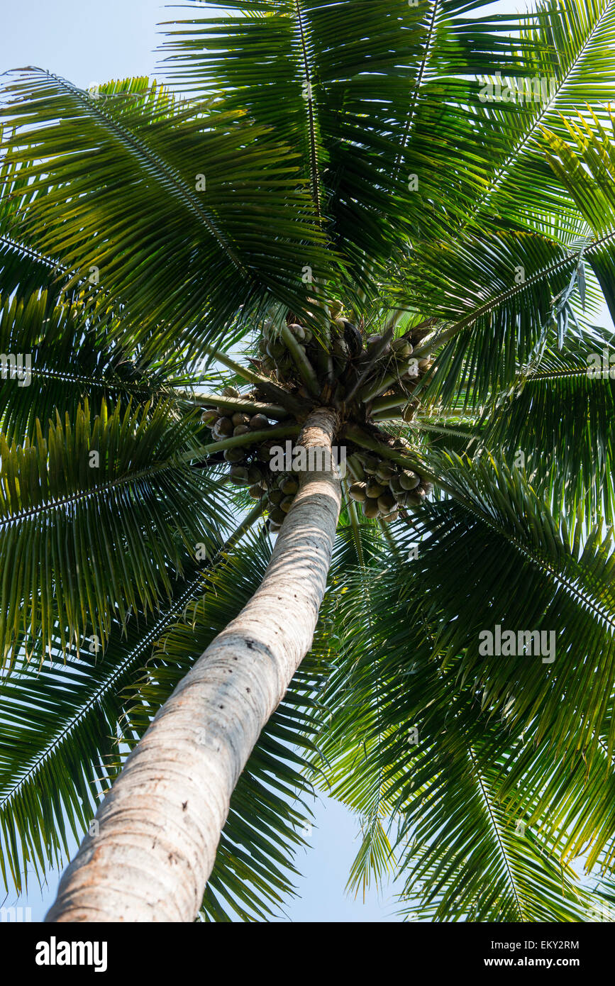 A coconut tree in the Backwaters of Kumarakom, Kerala India Stock Photo ...