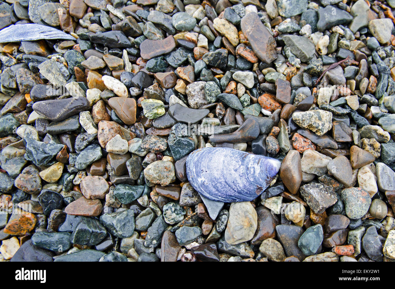 A Blue Mussel shell lies on a rocky beach; Mount Desert Island, Maine ...