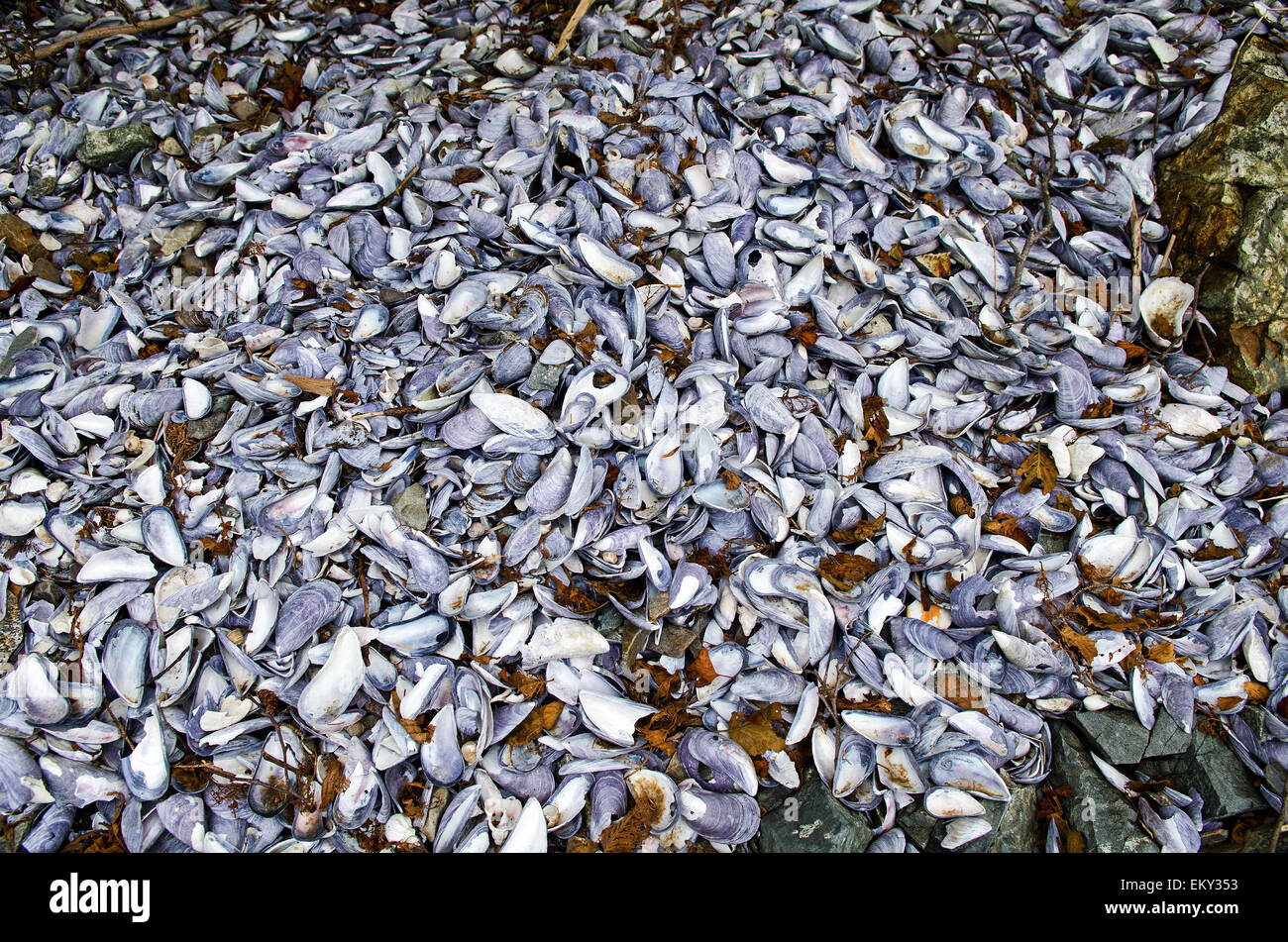 Mussel shells hi-res stock photography and images - Alamy