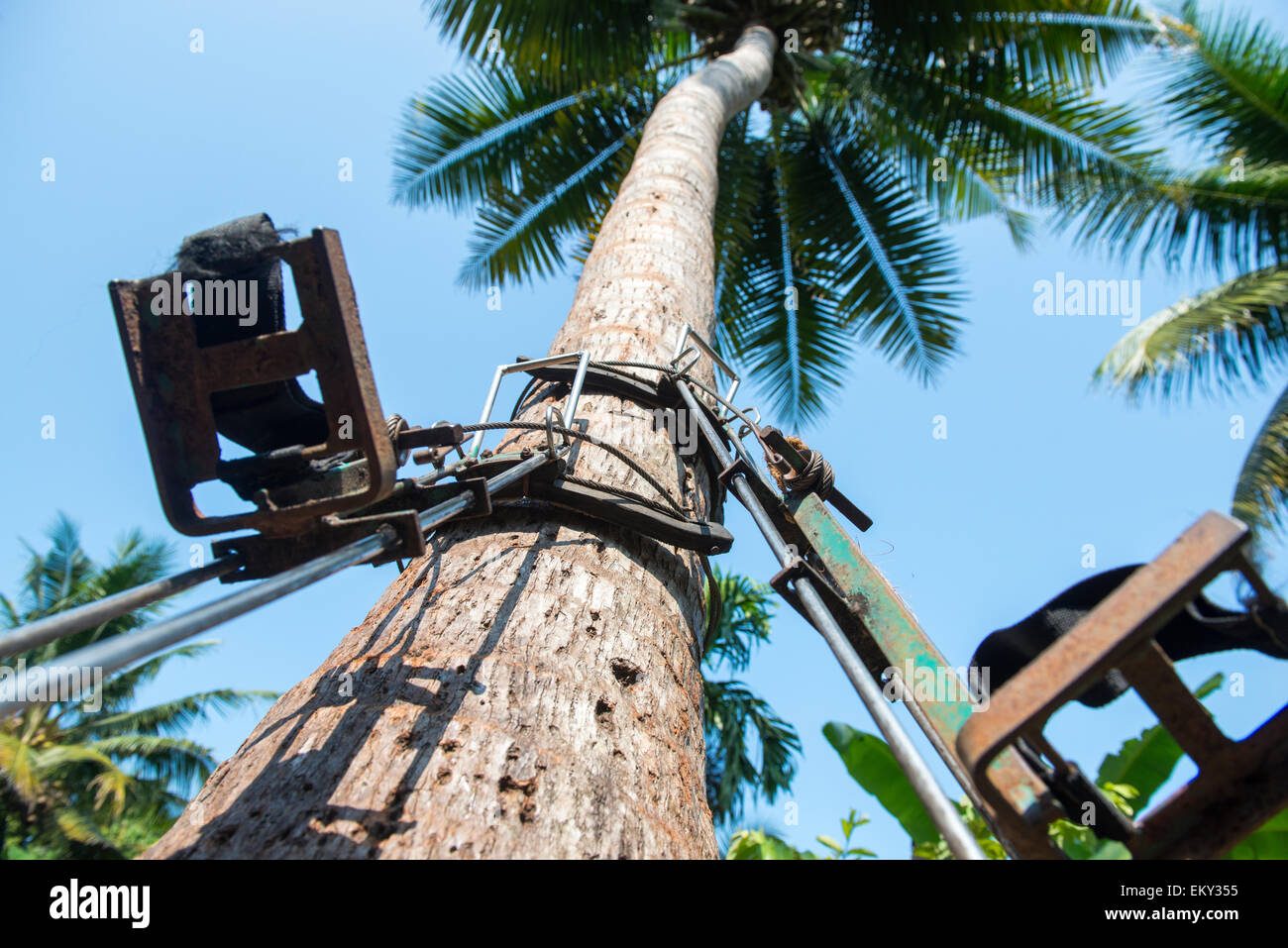 Low view of a metal contraption with spikes used to climb a coconut ...