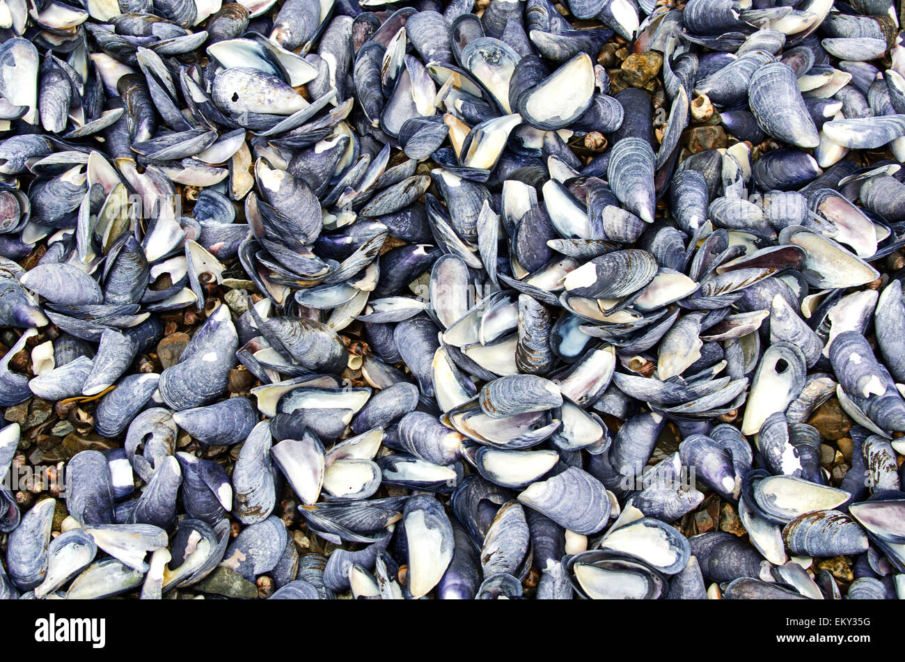 Mussel shells hi-res stock photography and images - Alamy