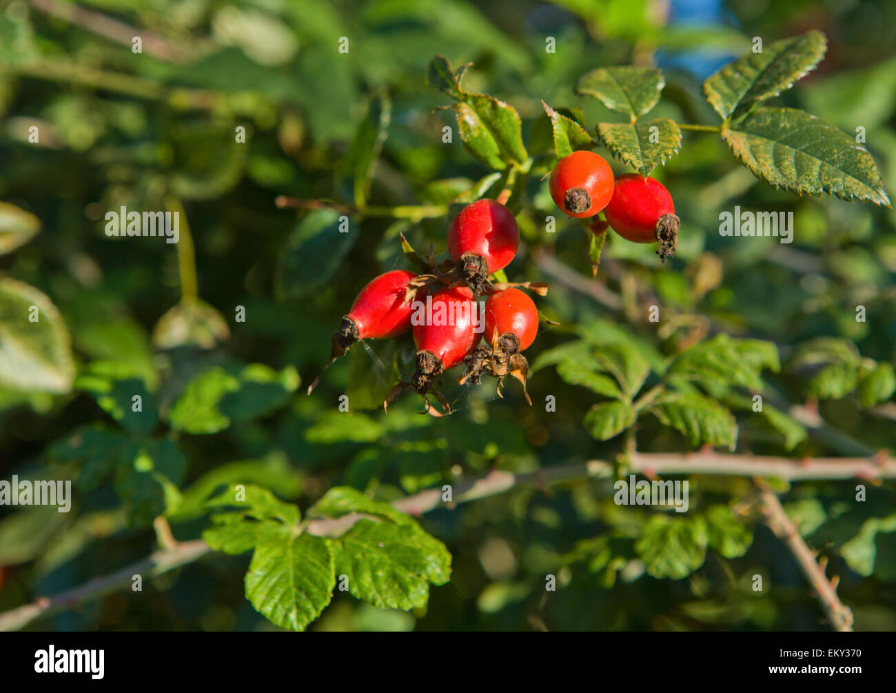 Half mature red sloe berries over green background, Valdesalor, Caceres ...