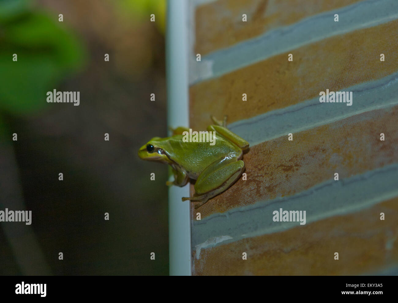 Hyla arborea or tree frog, a cute little green frog climbing a house ...
