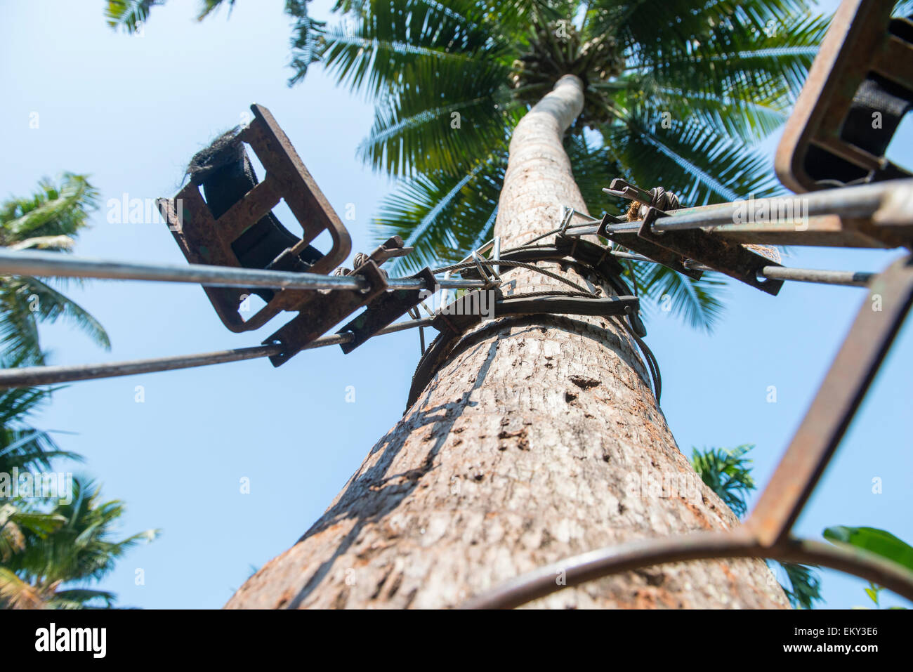 Low view of a metal contraption with spikes used to climb a coconut ...