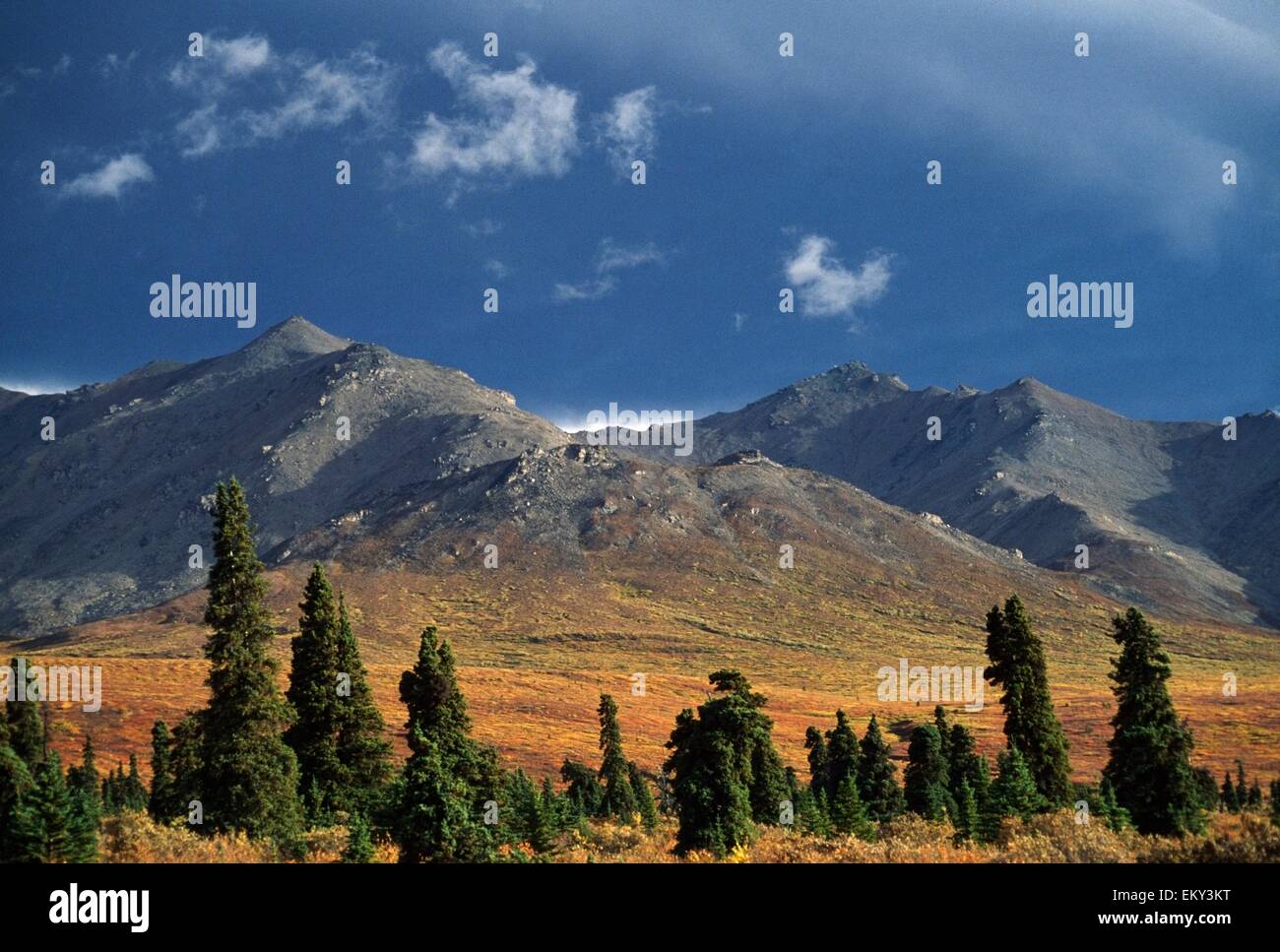 Primrose Ridge, Denali National Park, Alaska, United States Of America ...