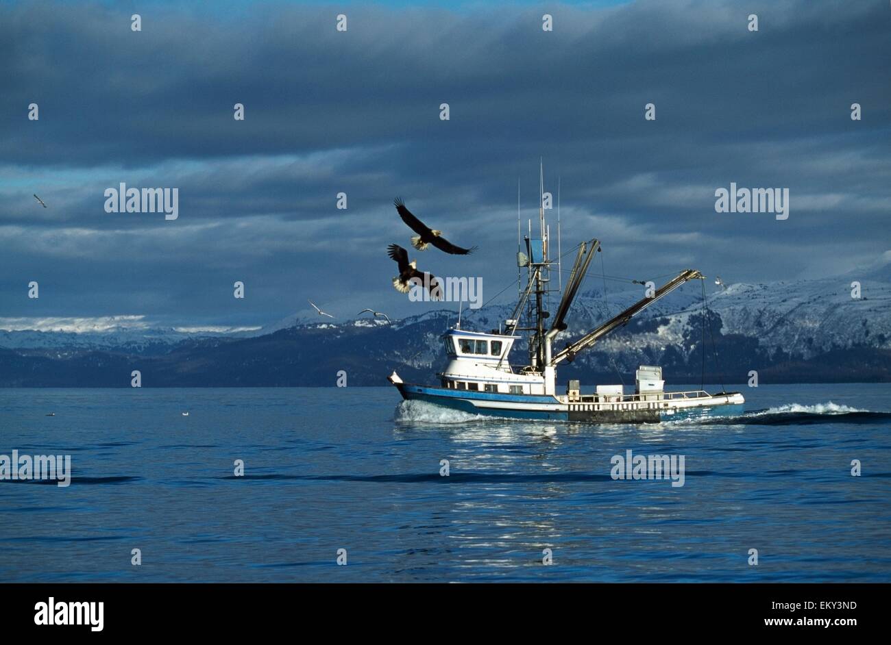 Gulls over fishing boats hi-res stock photography and images - Alamy