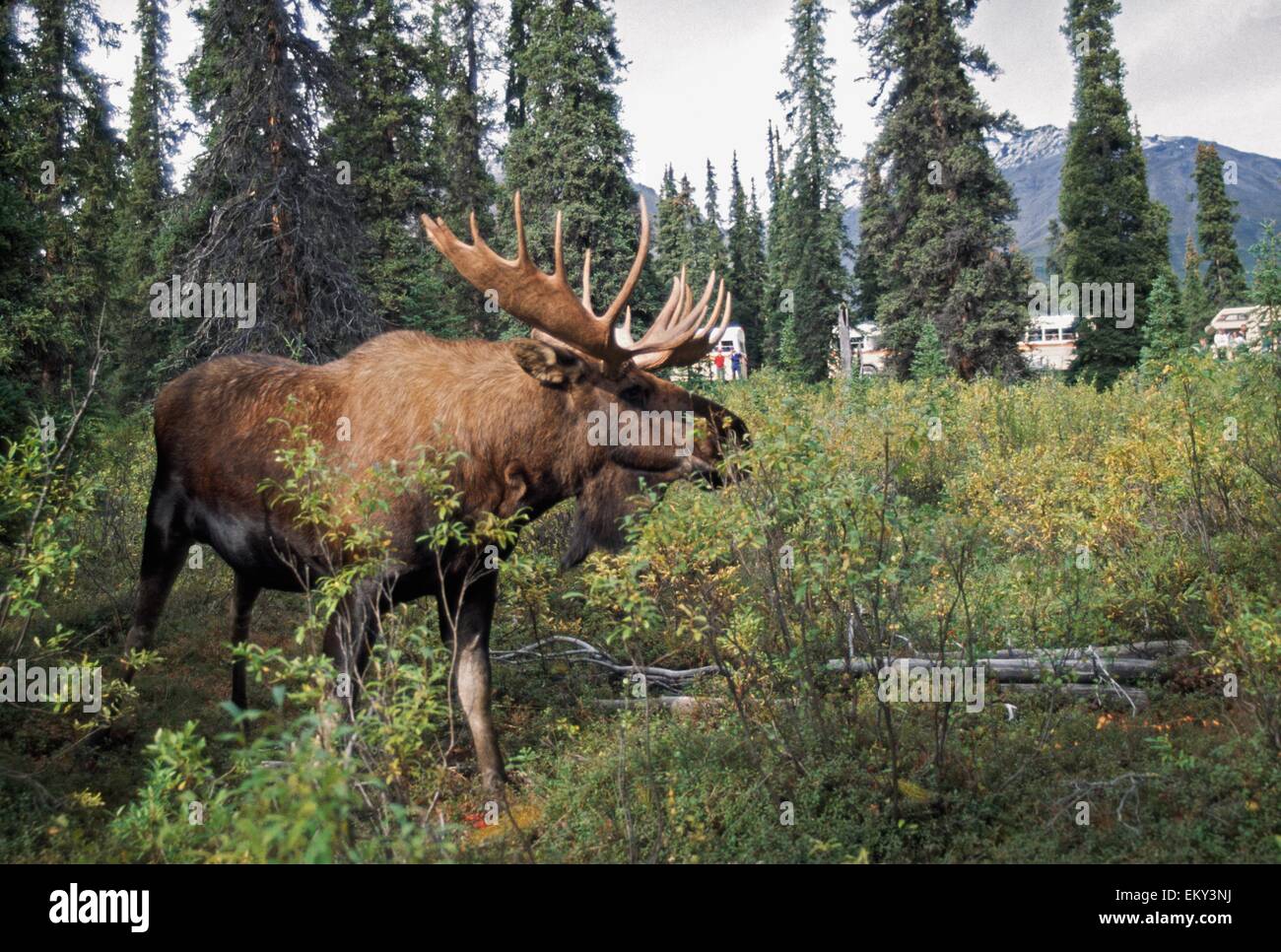 Bull Moose Eating Willow With Tour Buses Observing Stock Photo - Alamy