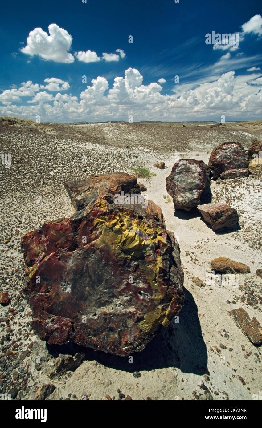 Segment Of Petrified Log Reveals Mineral Colors Stock Photo - Alamy