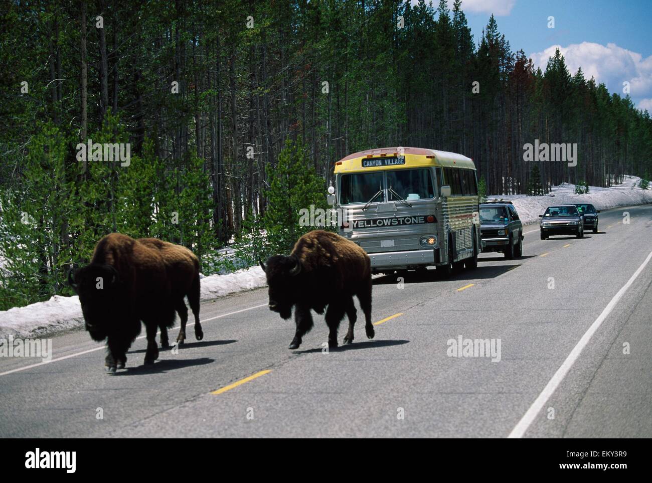 Bison on highway hi-res stock photography and images - Alamy