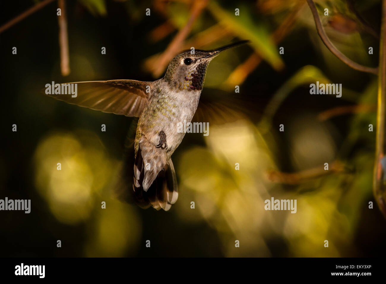 Anna's Hummingbird frozen in flight (Trochilidae Stock Photo - Alamy