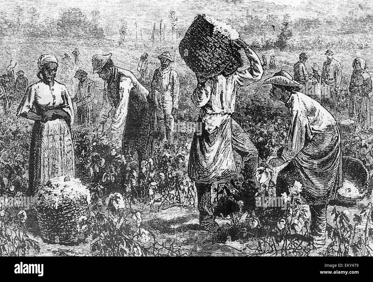 Photo Of Slaves Picking Cotton at Federico Trout blog