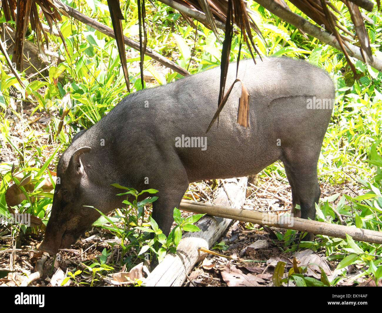 Black wild boar by the river looking for something to eat Stock Photo ...