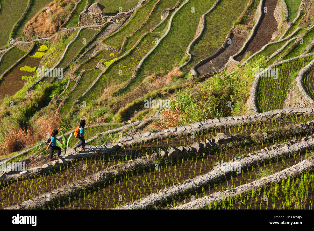 Two Kids Walk Along The Famous Rice Terraces; Batad Northern Luzon ...