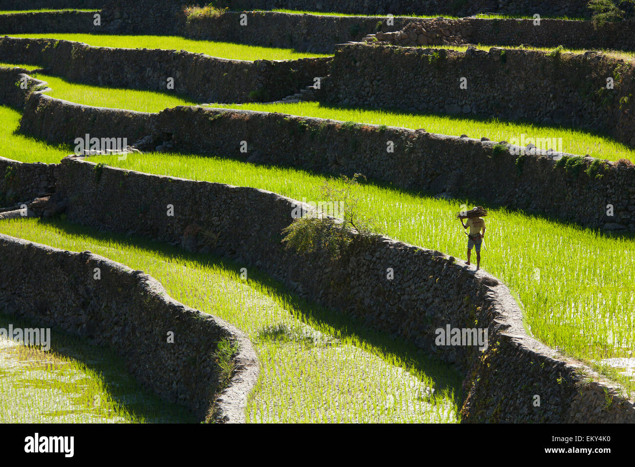 A Farmer Walks Along The Famous Rice Terraces; Batad Northern Luzon ...