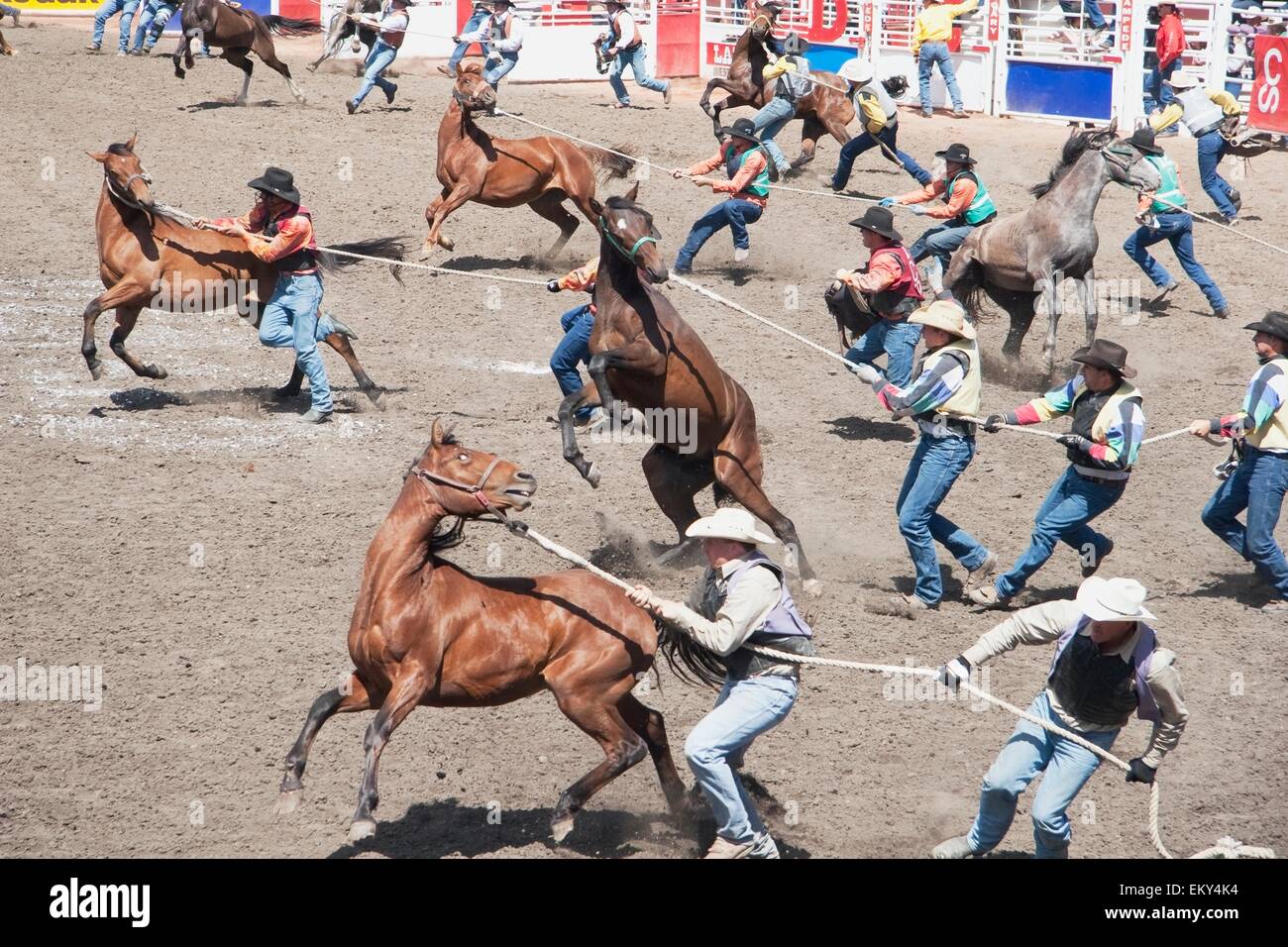Wild Horse Race, Calgary Stampede Rodeo, Calgary, Alberta, Canada Stock ...