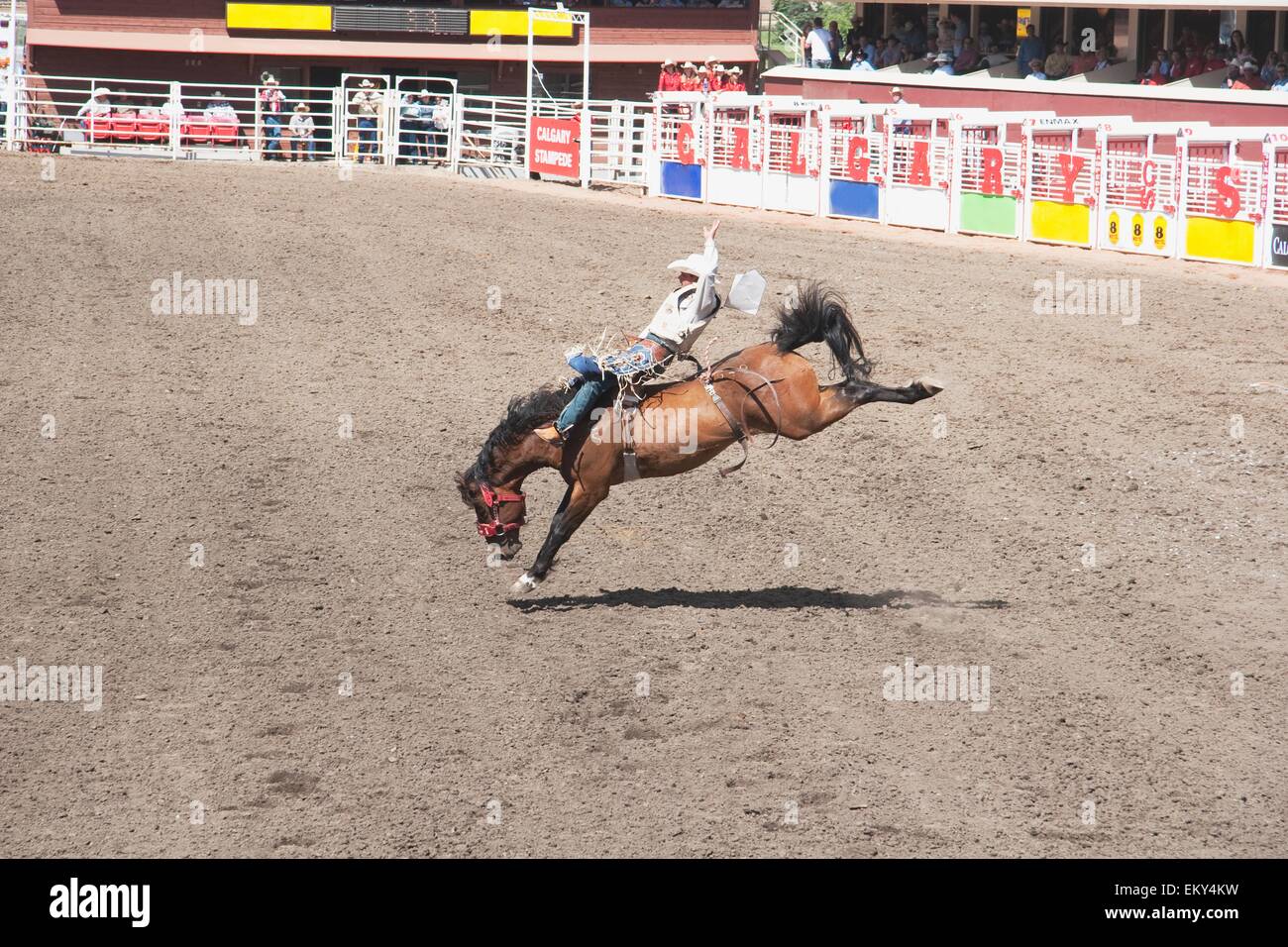 Bareback Rider, Calgary Stampede Rodeo, Calgary, Alberta, Canada Stock ...