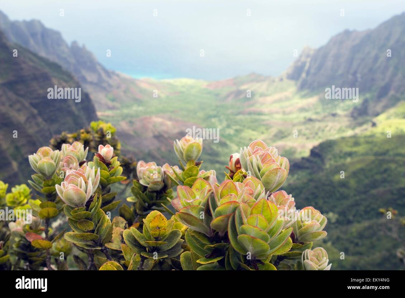 A Plant Overlooking Kalalau Valley; Na Pali Coast, Kauai, Hawaii Stock ...