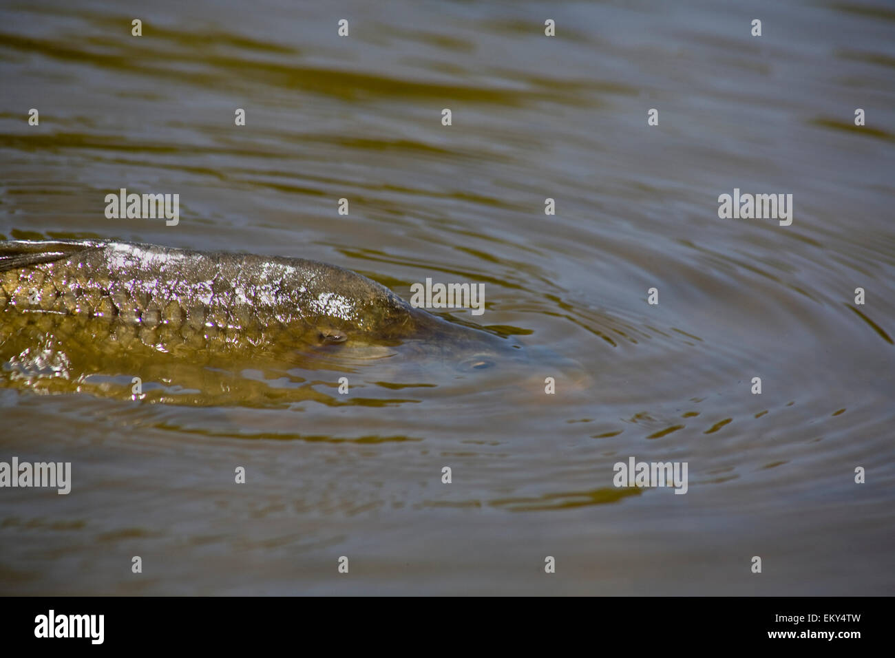 Carp fish gasping under the water surface Stock Photo - Alamy