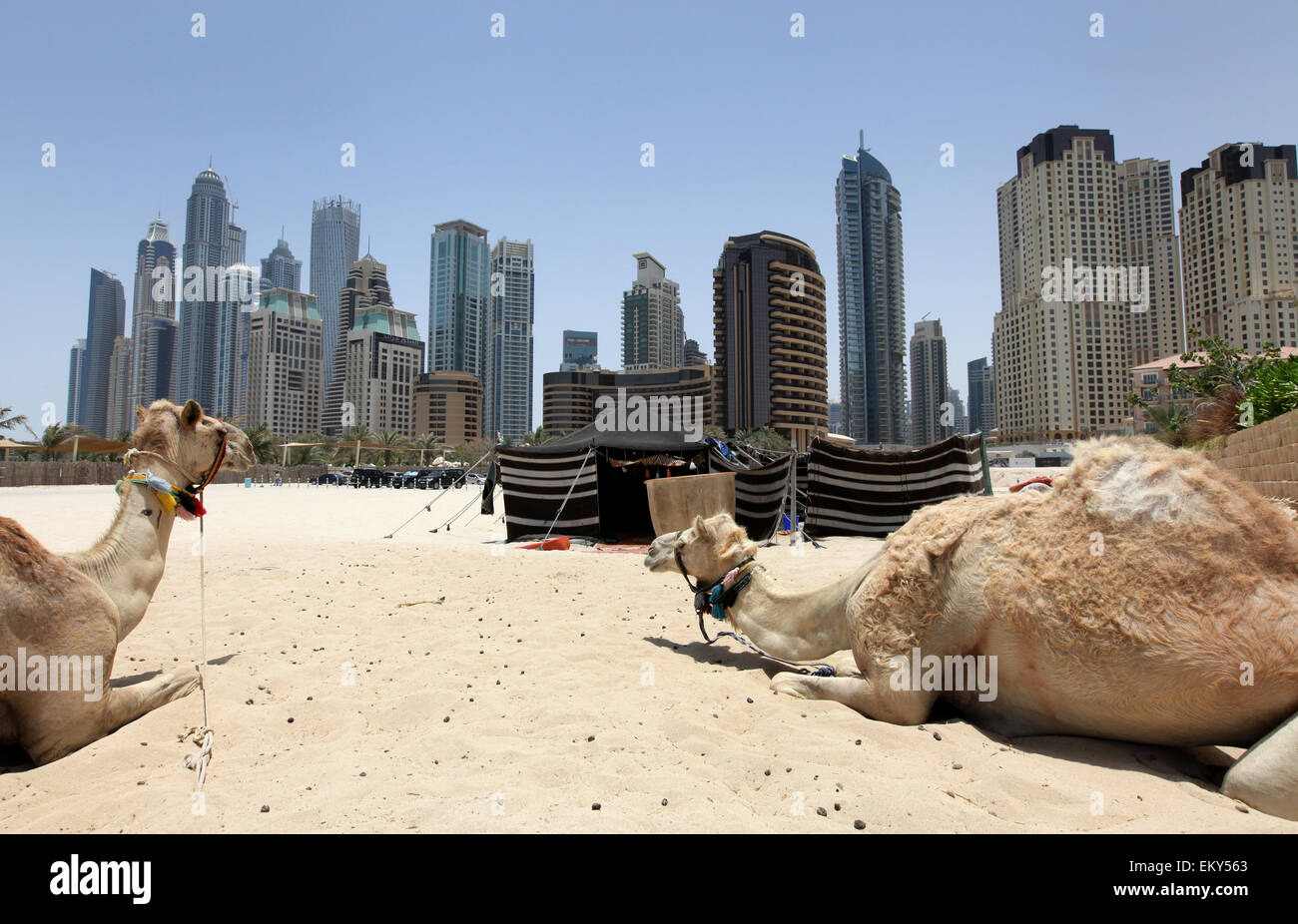 Dubai UAE Camels look to the skyline of the city from Jumeirah Beach ...