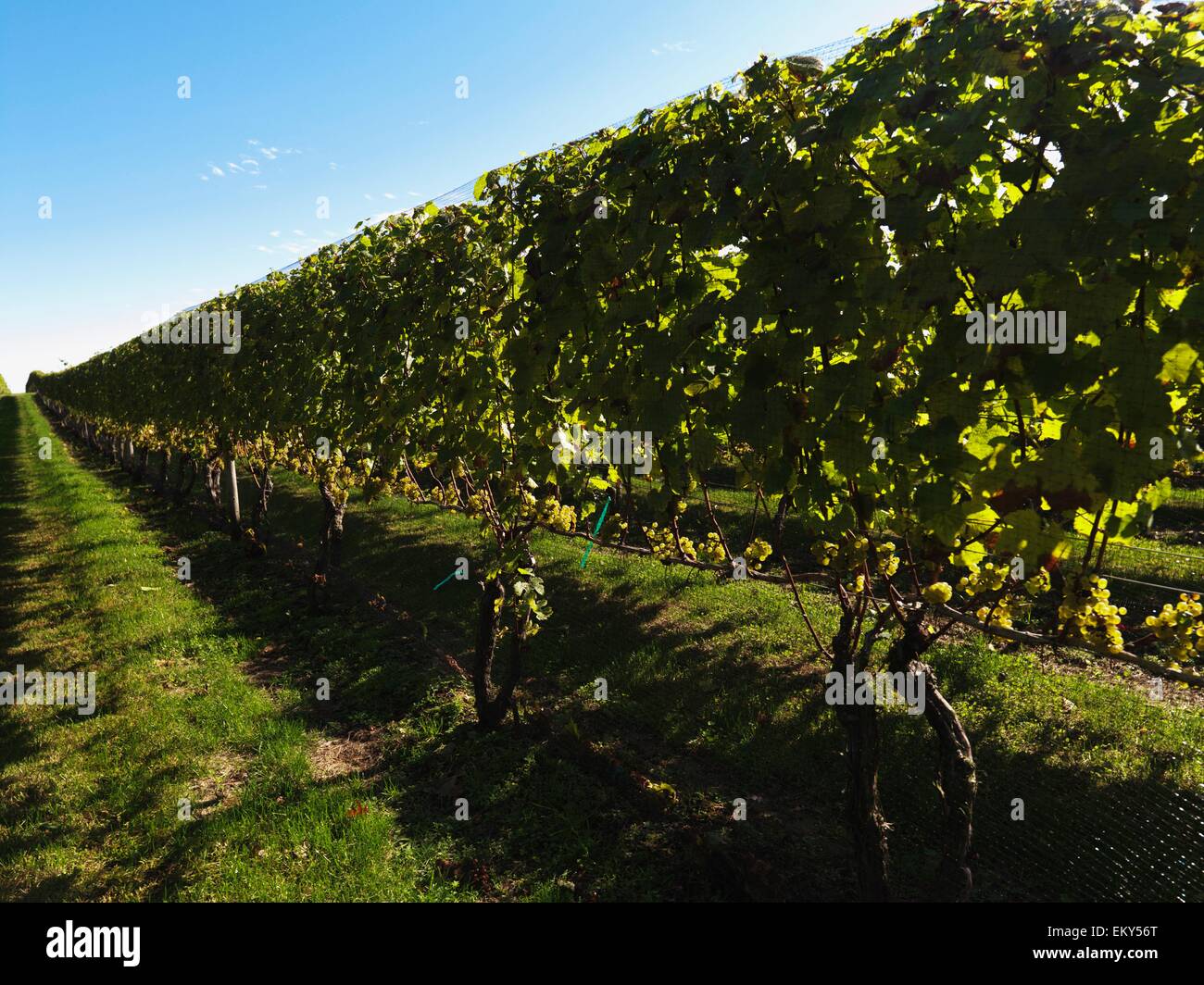 Row In Vineyard, Sag Harbor, New York, Usa Stock Photo - Alamy