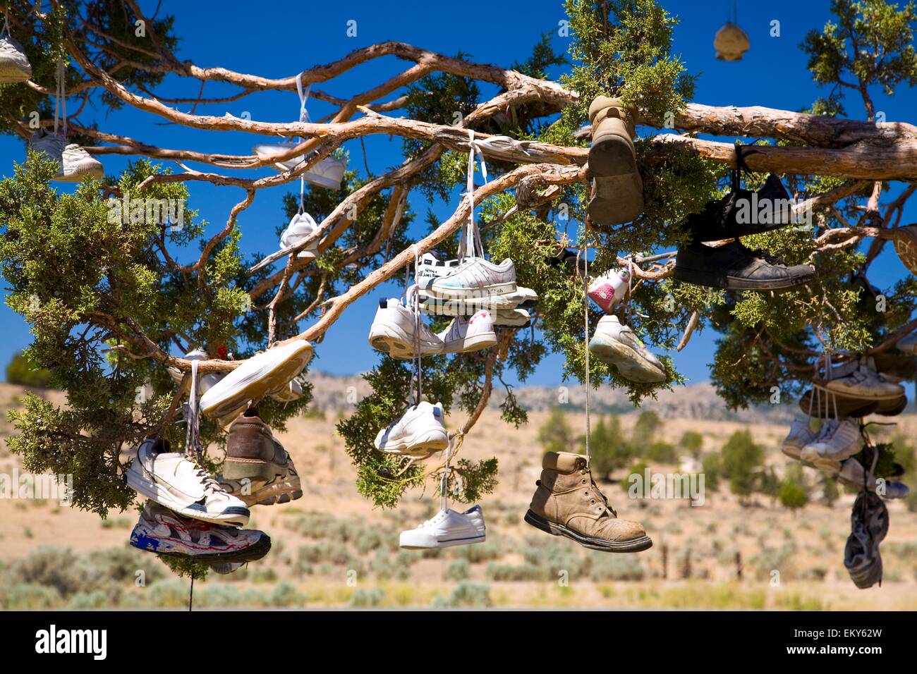 Oregon, United States Of America; Tree With Shoes Tied To It Stock ...