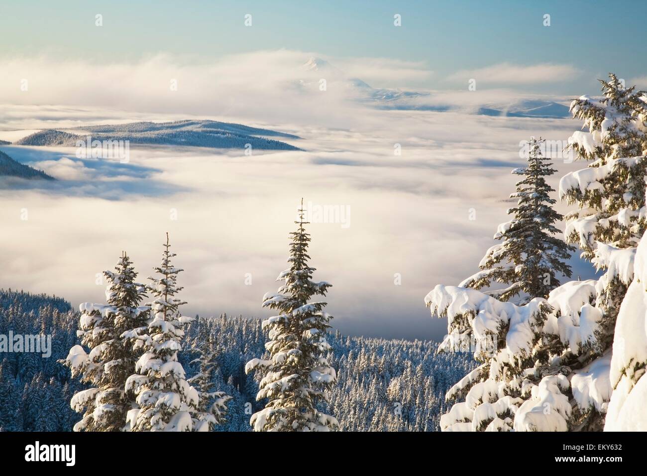 Winter Landscape With Clouds And Snow-Covered Trees; Oregon,Usa Stock ...