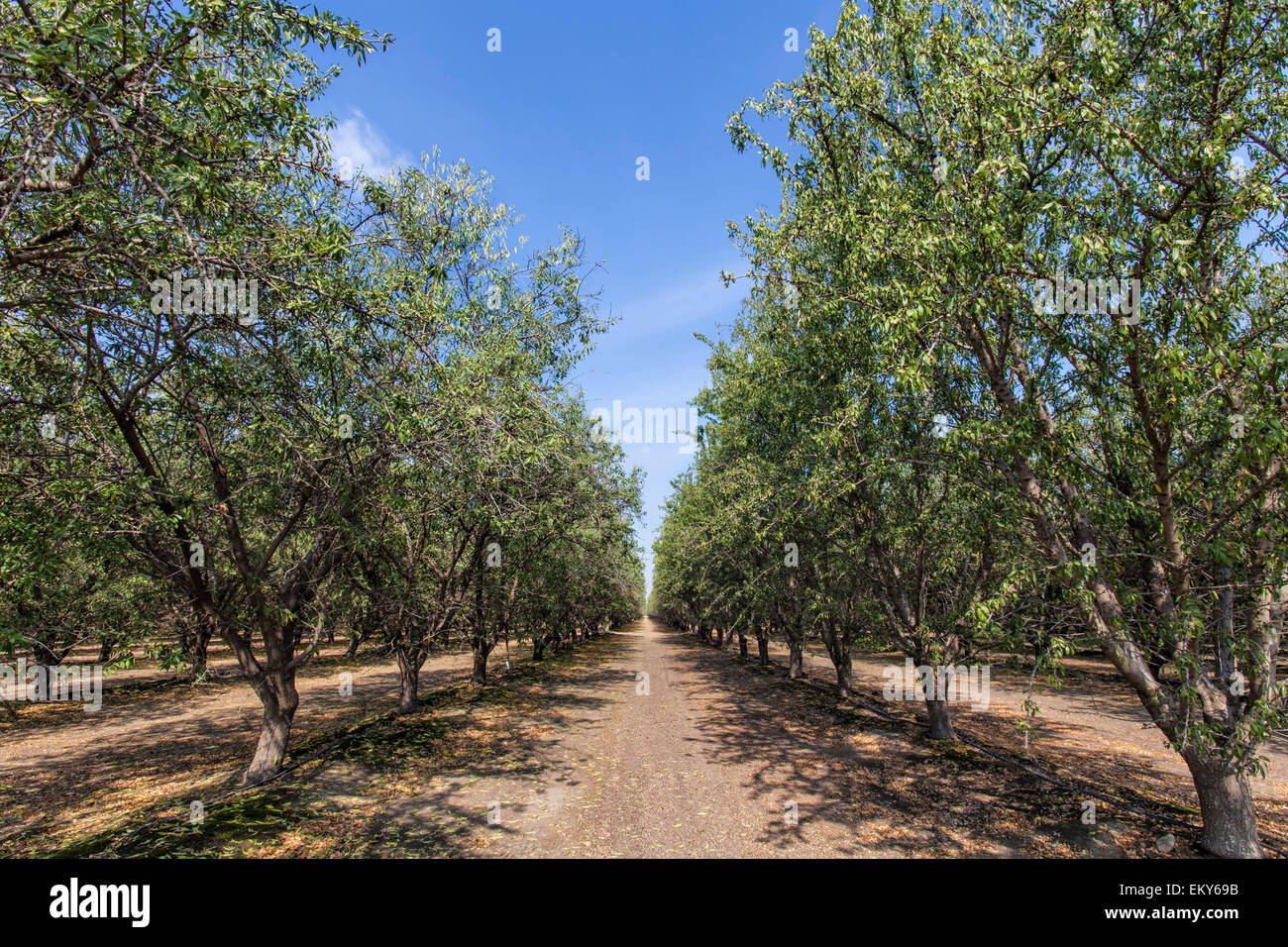 Almond grove nut hi-res stock photography and images - Alamy