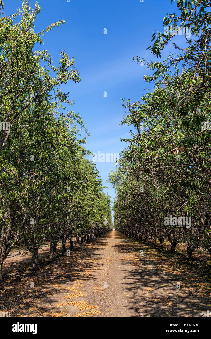 Peter almond hi-res stock photography and images - Alamy