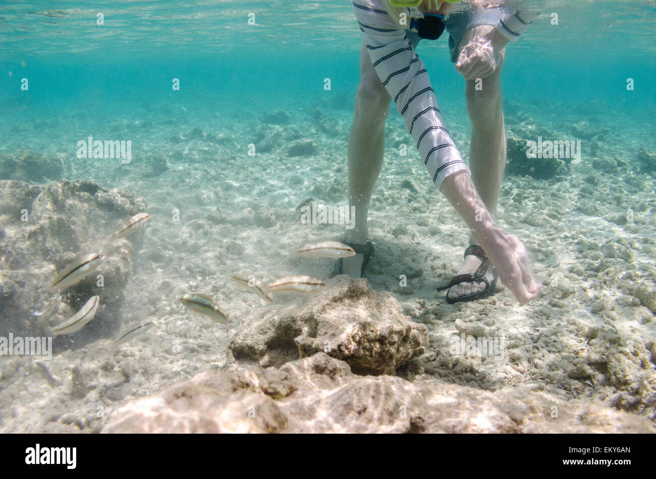 fish. Caribbean Sea Dominican Republic, Boca Chica Stock Photo - Alamy
