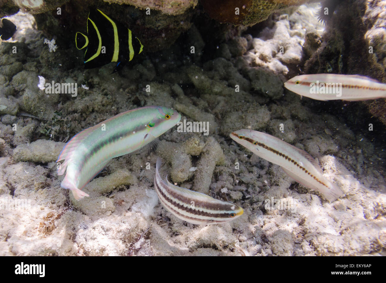 fish. Caribbean Sea Dominican Republic, Boca Chica Stock Photo - Alamy